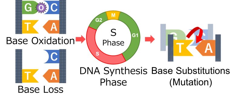 Mechanisms of How EMFs Affect Health | Mutations