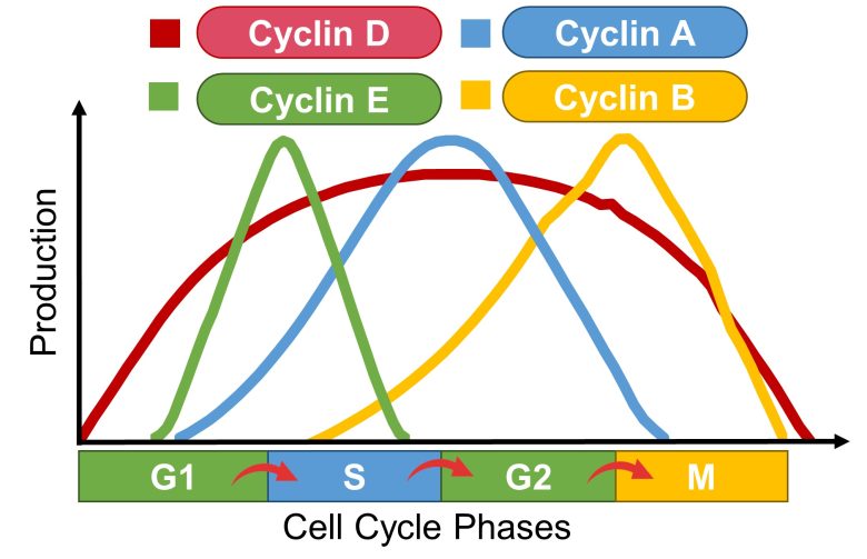 Mechanisms of How EMFs Affect Health | Cell Cycle Arrest and Cell Death