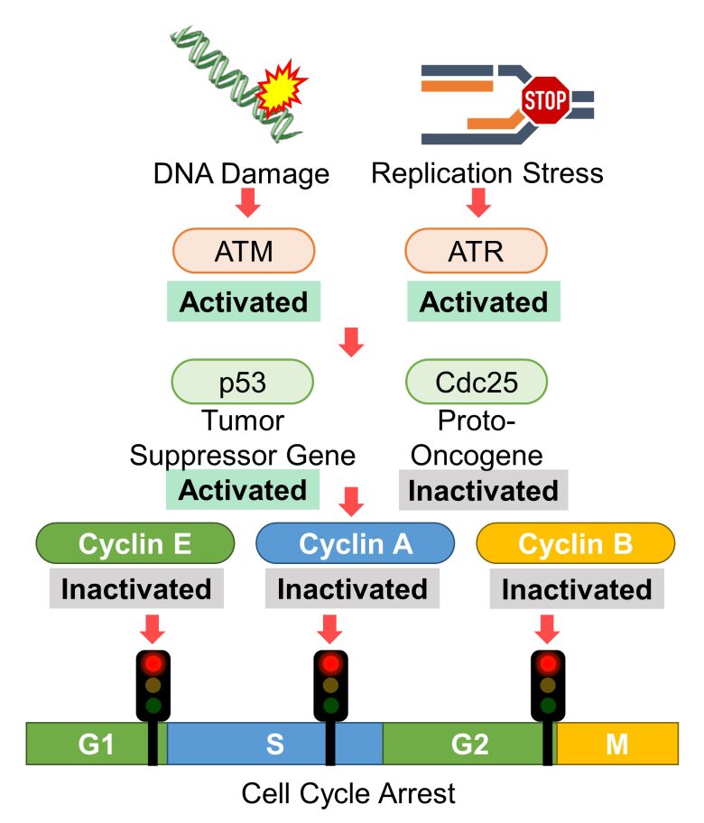 Mechanisms of How EMFs Affect Health | Cell Cycle Arrest and Cell Death