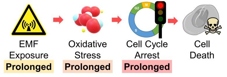 Mechanisms of How EMFs Affect Health | Cell Cycle Arrest and Cell Death