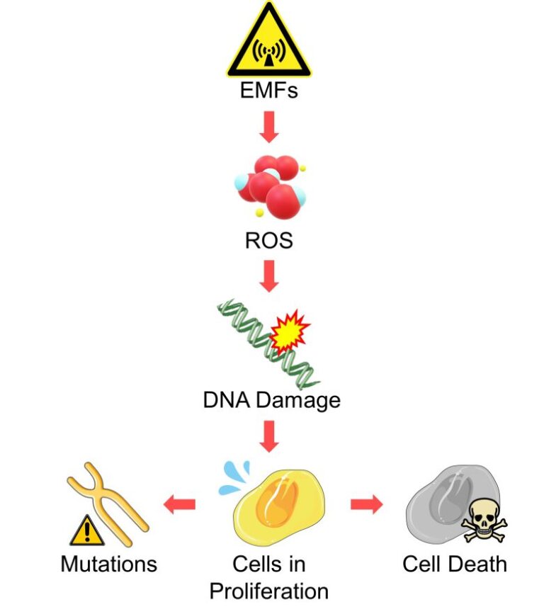 Mechanisms of How EMFs Affect Health | Recap of the Mechanisms