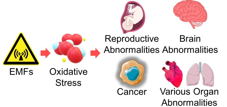 Mechanisms of How EMFs Affect Health | Overview of the Mechanisms