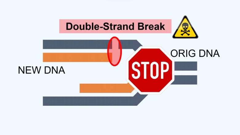 Mechanisms of How EMFs Affect Health | Replication Stress