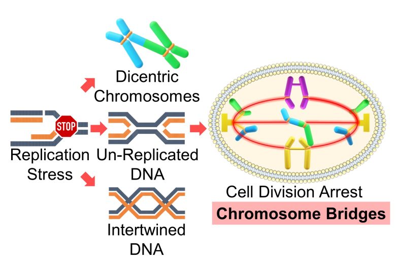 Mechanisms of How EMFs Affect Health | Replication Stress
