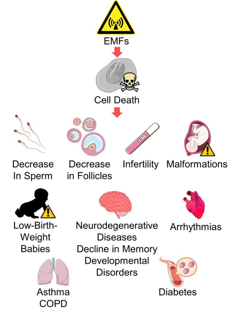 Mechanisms of How EMFs Affect Health | Overview of the Mechanisms