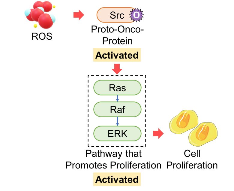 Mechanisms of How EMFs Affect Health | Cell Proliferation
