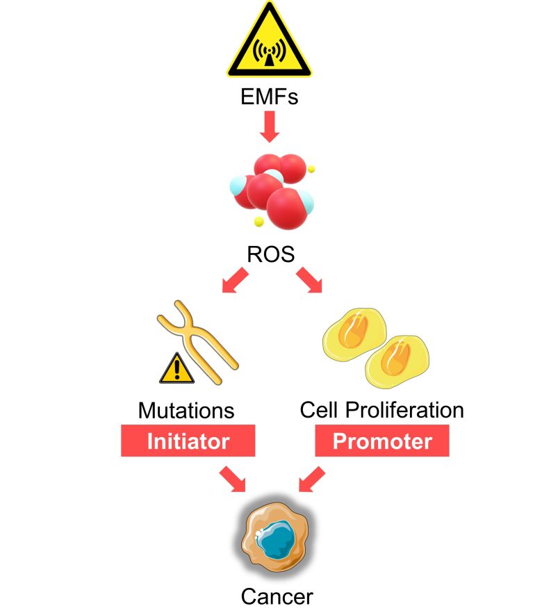 Mechanisms of How EMFs Affect Health | Recap of the Mechanisms