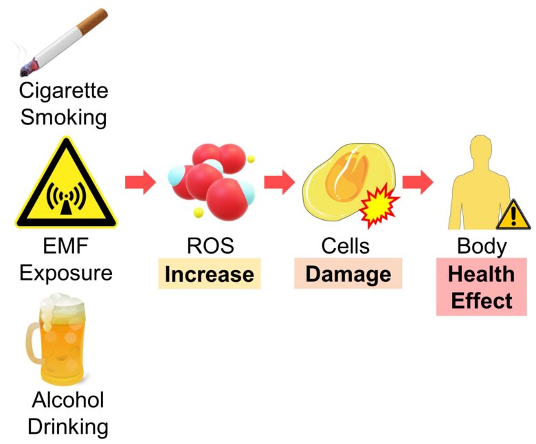 Mechanisms of How EMFs Affect Health | Overview of the Mechanisms